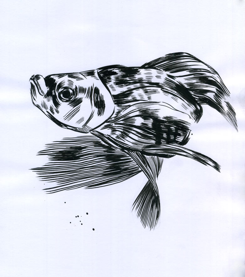 MC drawn: Fish — sketch: ink