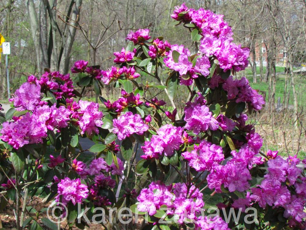 Brueckner Rhododendron Gardens: PJM Rhododendrons Blooming Now at the BRG