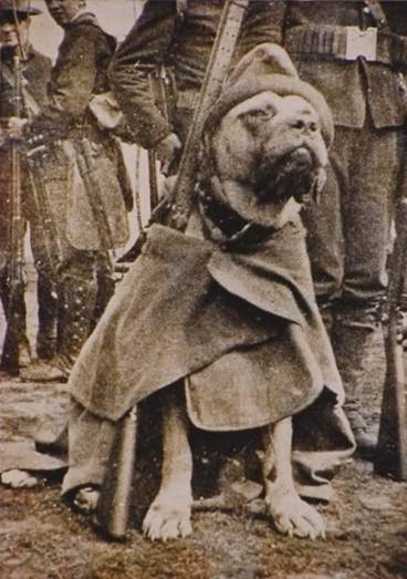 historia i ja: The Civil War & dogs