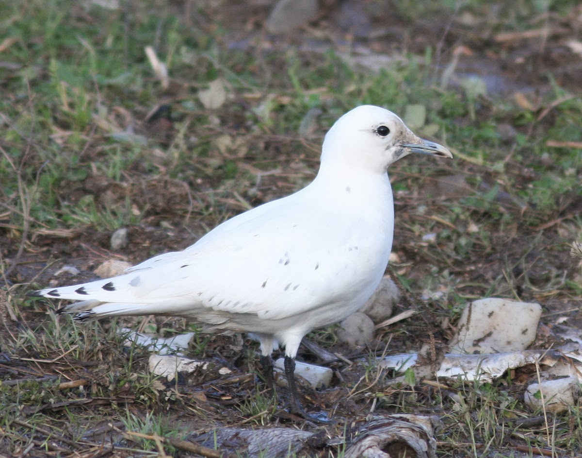 Black Audi Birding: The Gull from Hull 21st December 2013