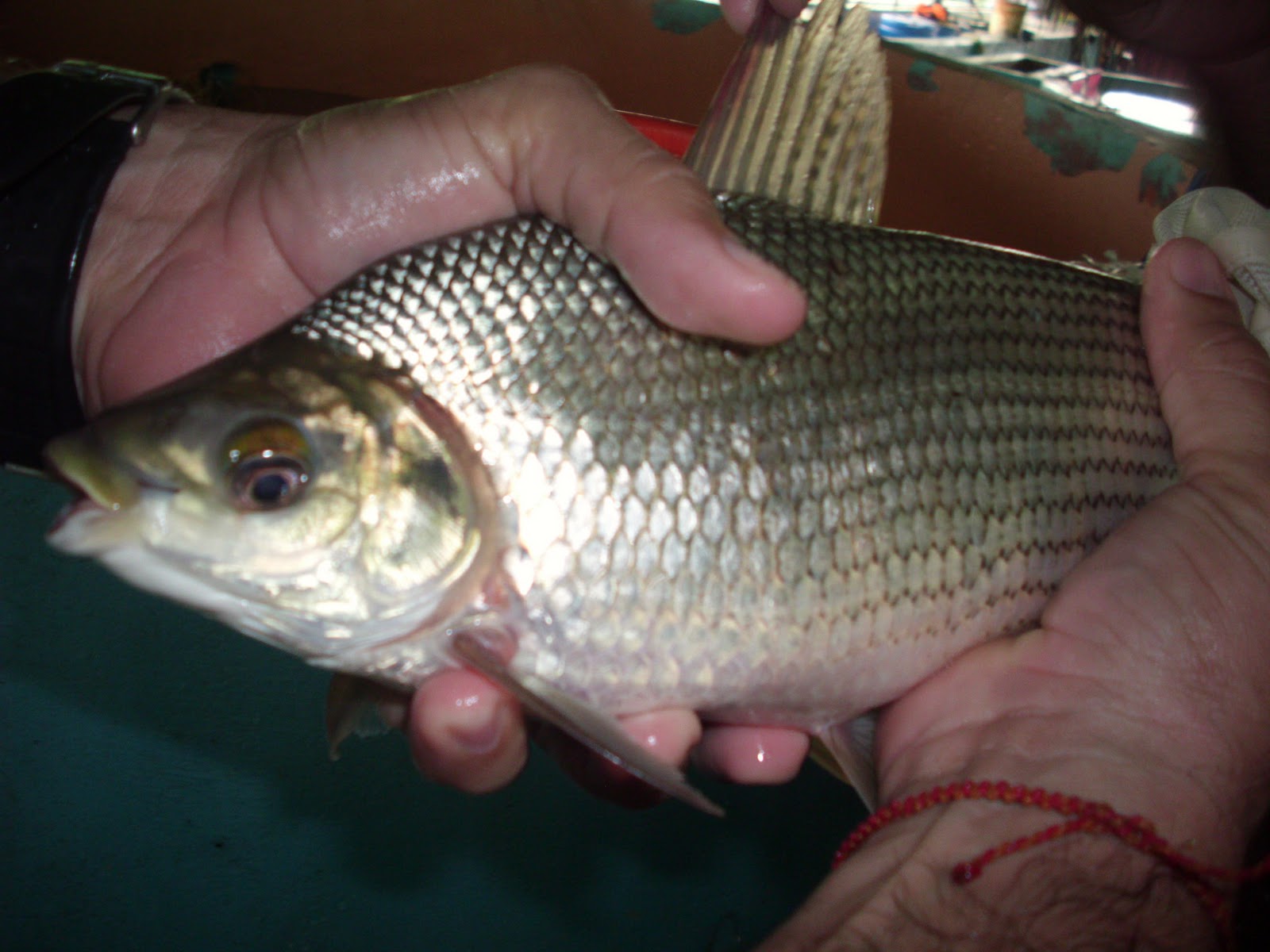 Venta de Alevines de Cachama y Coporo