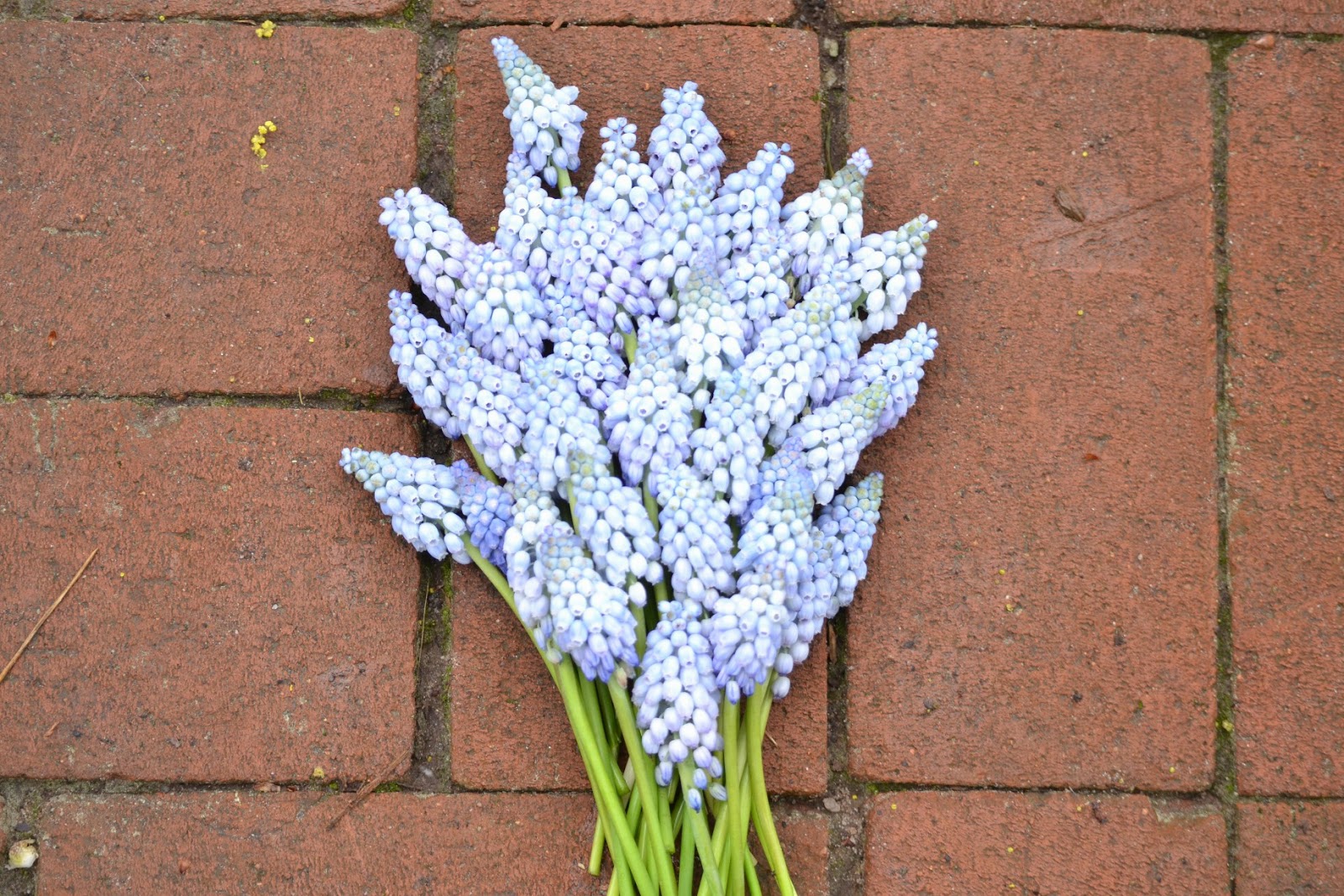 Wedding Flowers from Springwell: Blue and Purple Muscari for Springtime ...