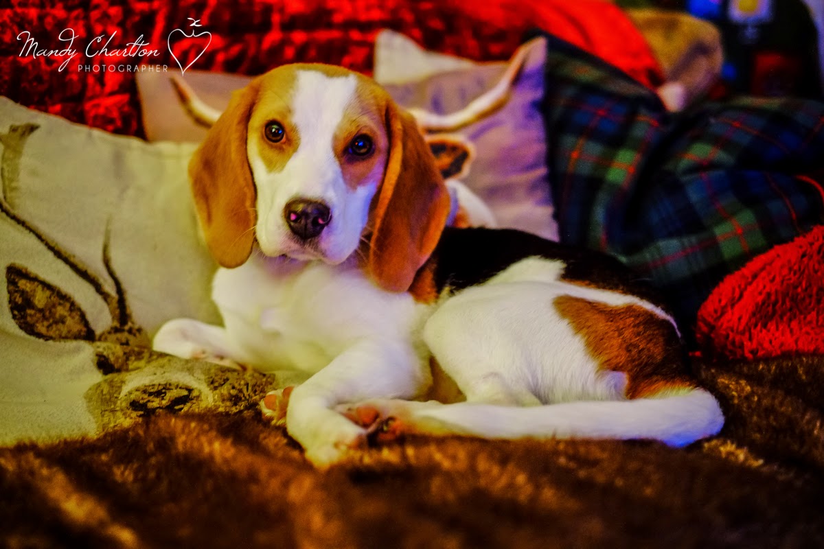 Say hello to Holly the Beagle | Mandy Charlton - Photographer, Writer ...