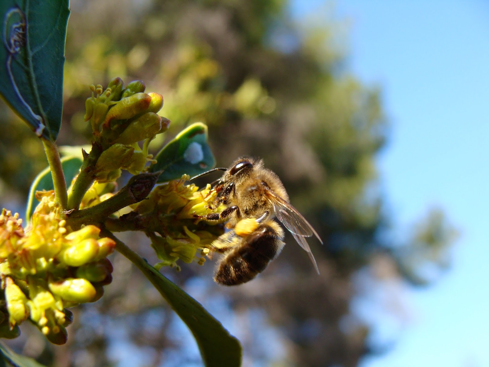 FOTOBOMBUS EL BLOG DE LAS ABEJAS, AVISPAS Y HORMIGAS: ABEJA DE LA MIEL ...