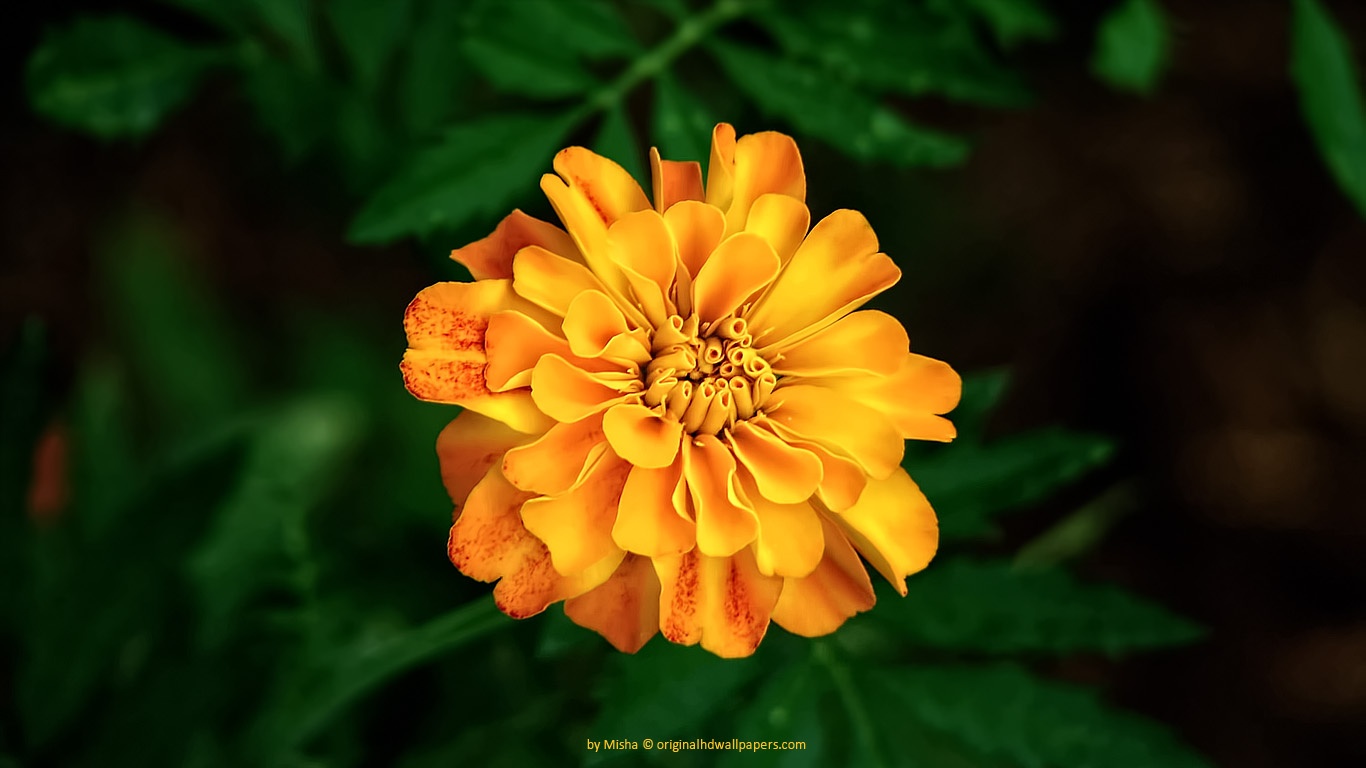 Flower Wallpaper Pack 4 (1366x768) | Wallpapers Pictures Lovers