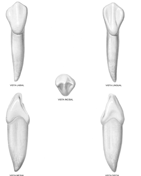 DENTES CANINOS : Anatomia do Dente Canino