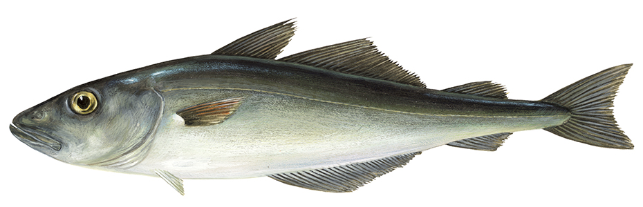 epätrendikäs ruokablogi: Seiti on mainettaan parempi ruokakala