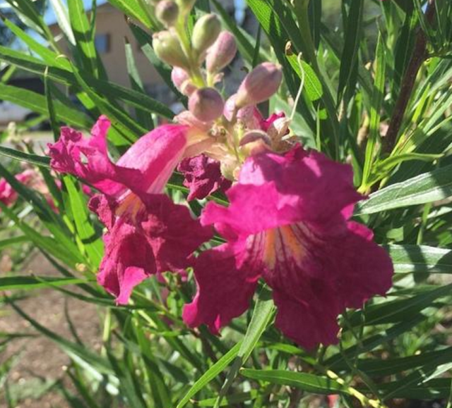 Life Goes Better with Plants : Bubba! One Robust and Long-blooming ...