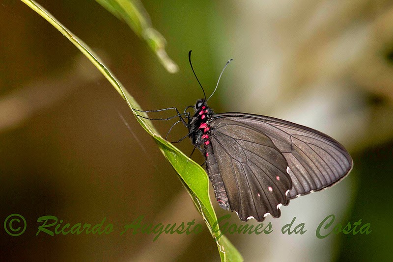 Borboletas e Mariposas: Parides burchellanus (Westwood, 1872)