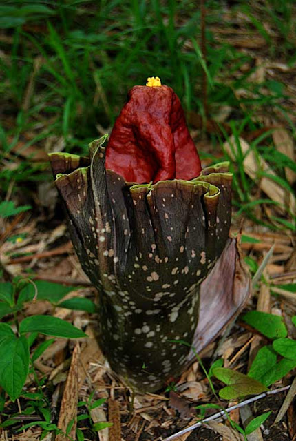 Elephant Yam or Pongapong flower