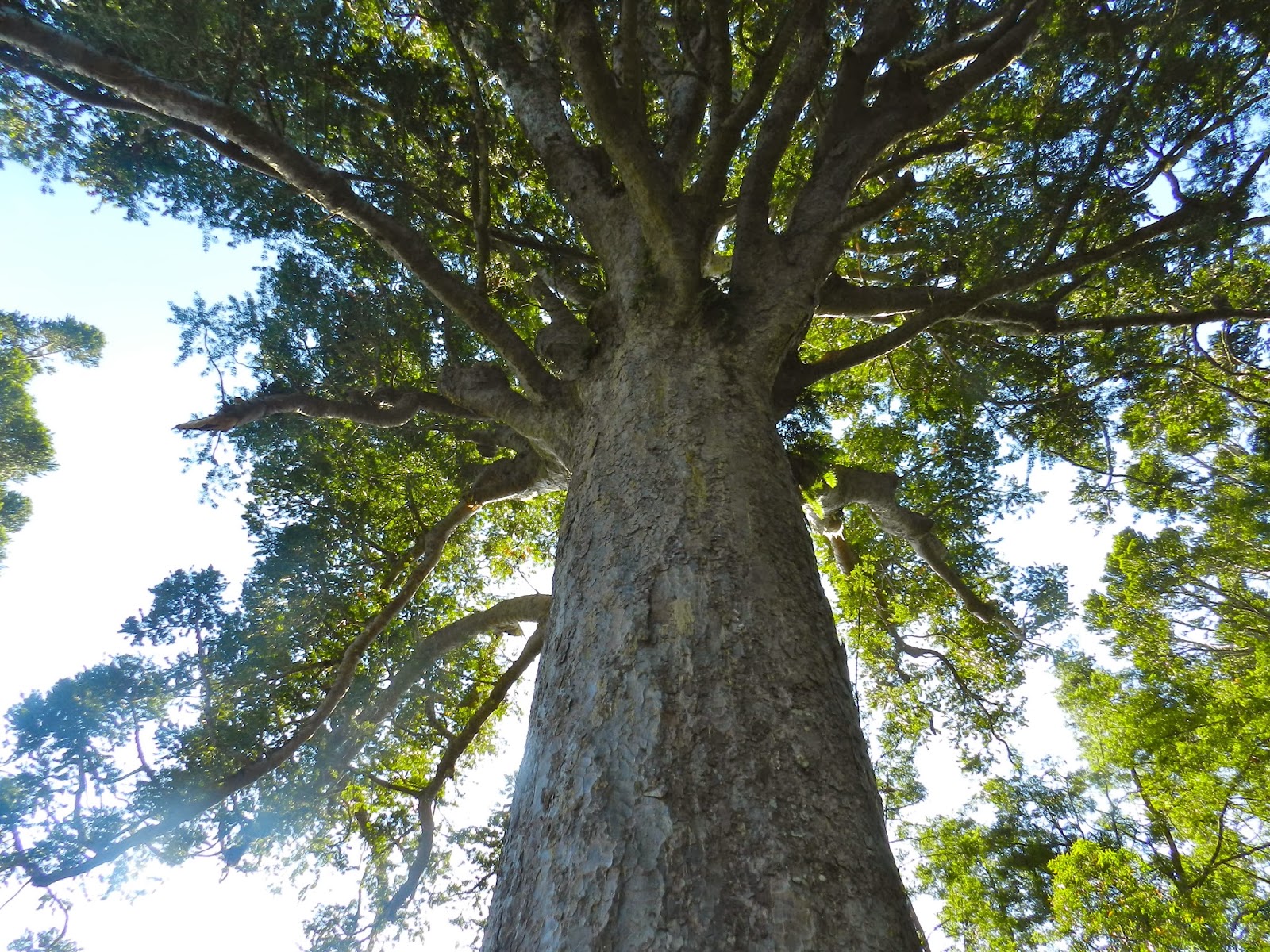 New Zealand Wanderings: Te Rerenga Wairua