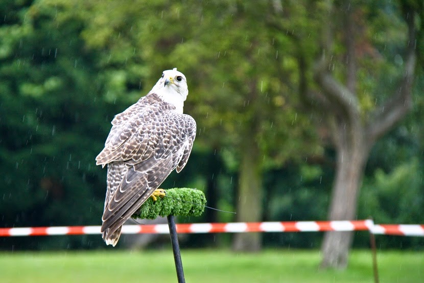 Friends of Selly Oak Park: Selly Oak Festival