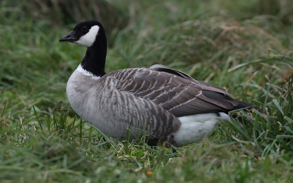 The Bruce Mactavish Newfoundland Birding Blog: Cackling Goose in ...