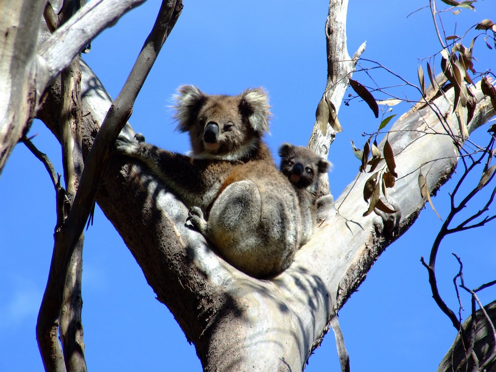 Baby Koala Photography