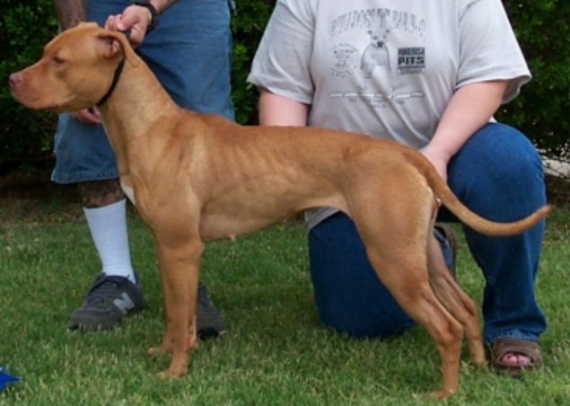 American Pit Bull Terrier. El balance en el A.P.B.T pitbull gamedog ...