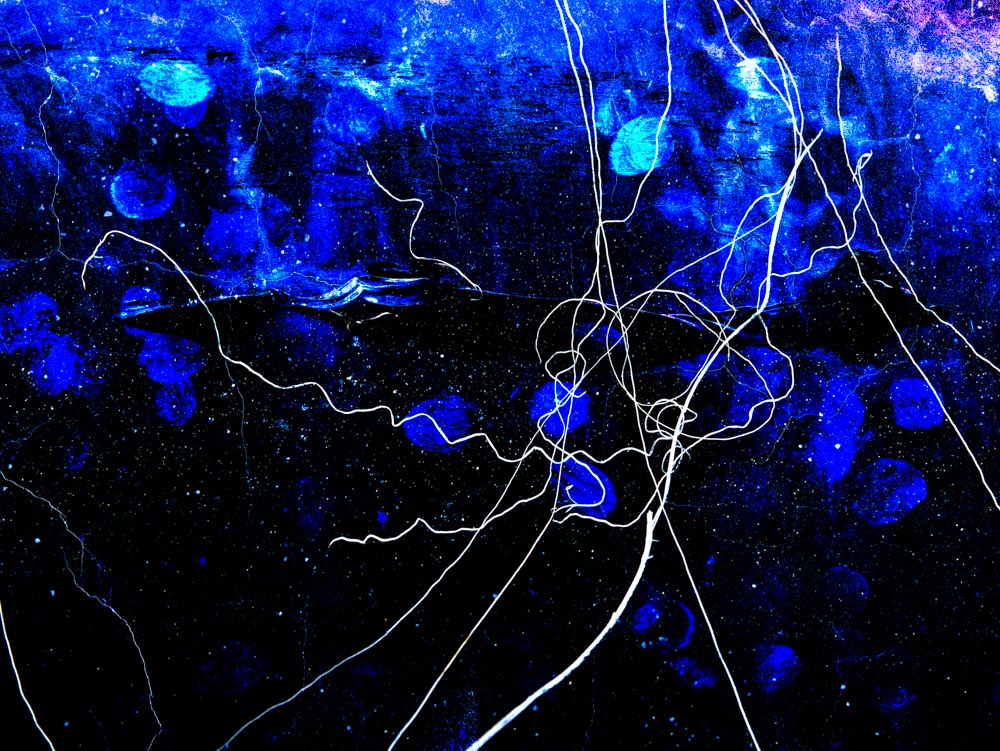 ELIZABETH AVEDON JOURNAL: DAVID REINFELD : The Reality of Illusion at ...