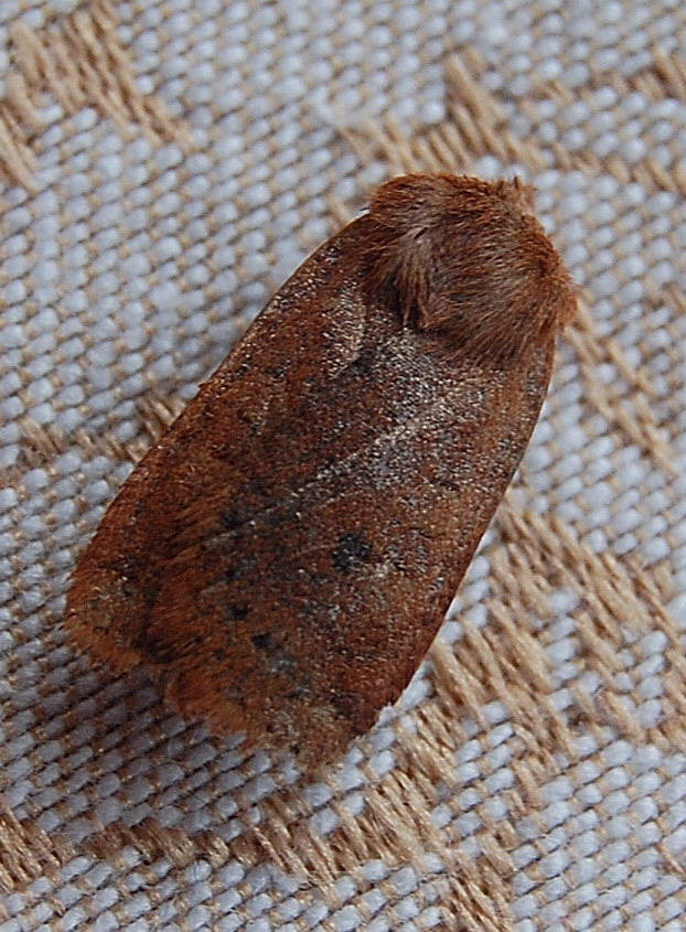 Little Hadham Birding: Comparing Dark chestnut and chestnut moths for ...