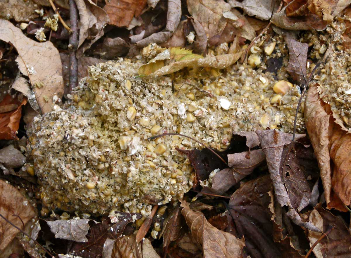BORN-TO-TRACK BLOG: Tracking wounded bear in the Catskills with two ...