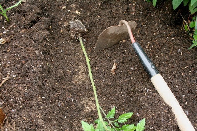 The Flower Bin: Using the trench method to plant tomatoes