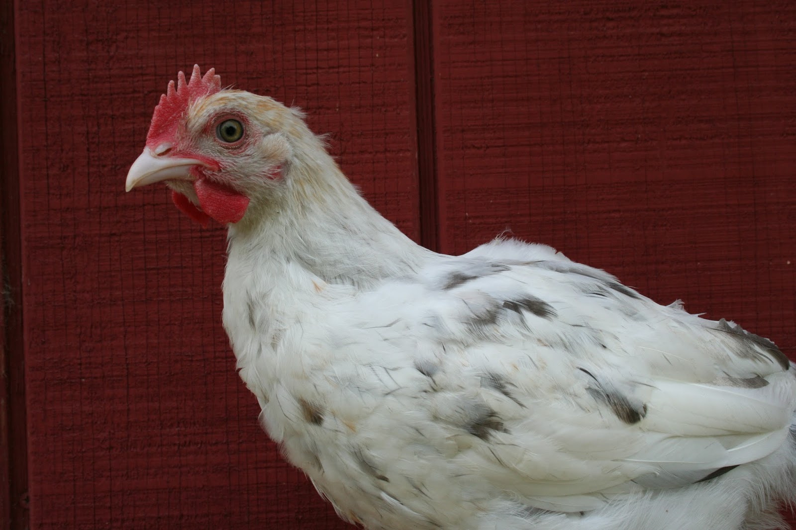Chicken Scratch Poultry: Splash Marans - One Of My Favorite Of The Marans