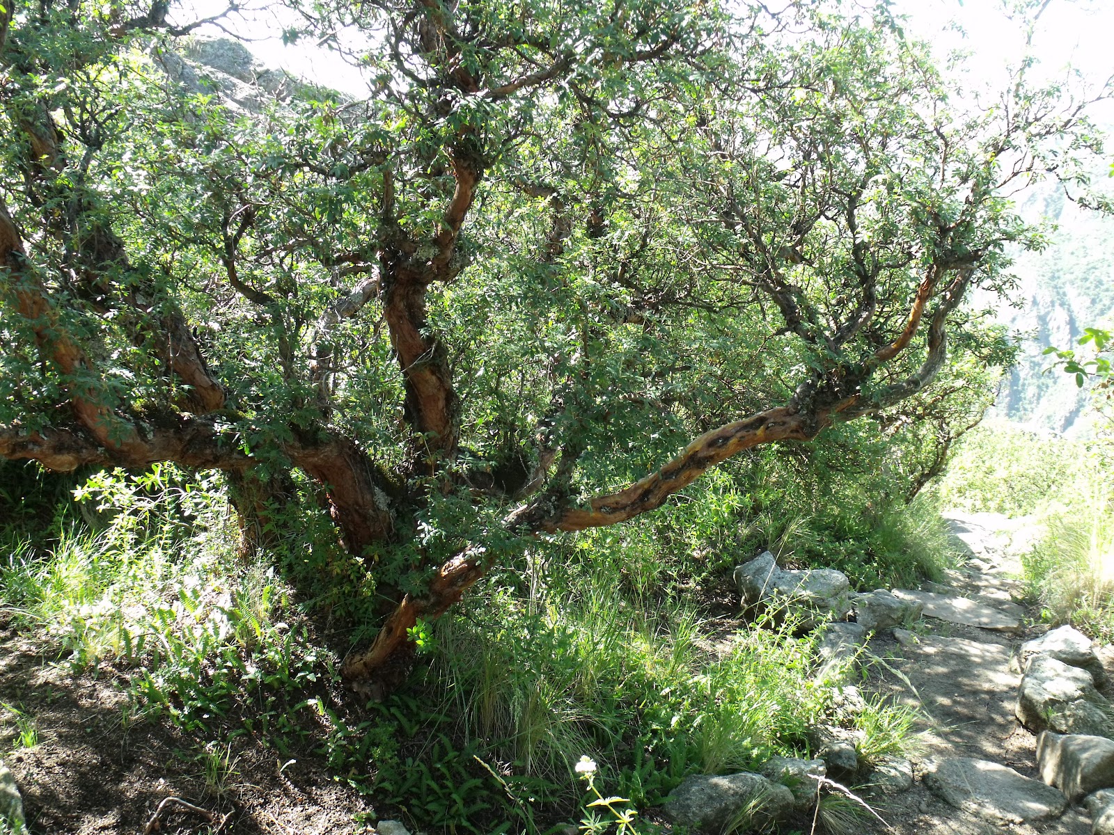 Argentina nativa: Tabaquillo (Polylepis australis)