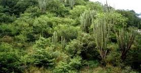 Ecosistemas de Venezuela: MATORRALES O ARBUSTALES