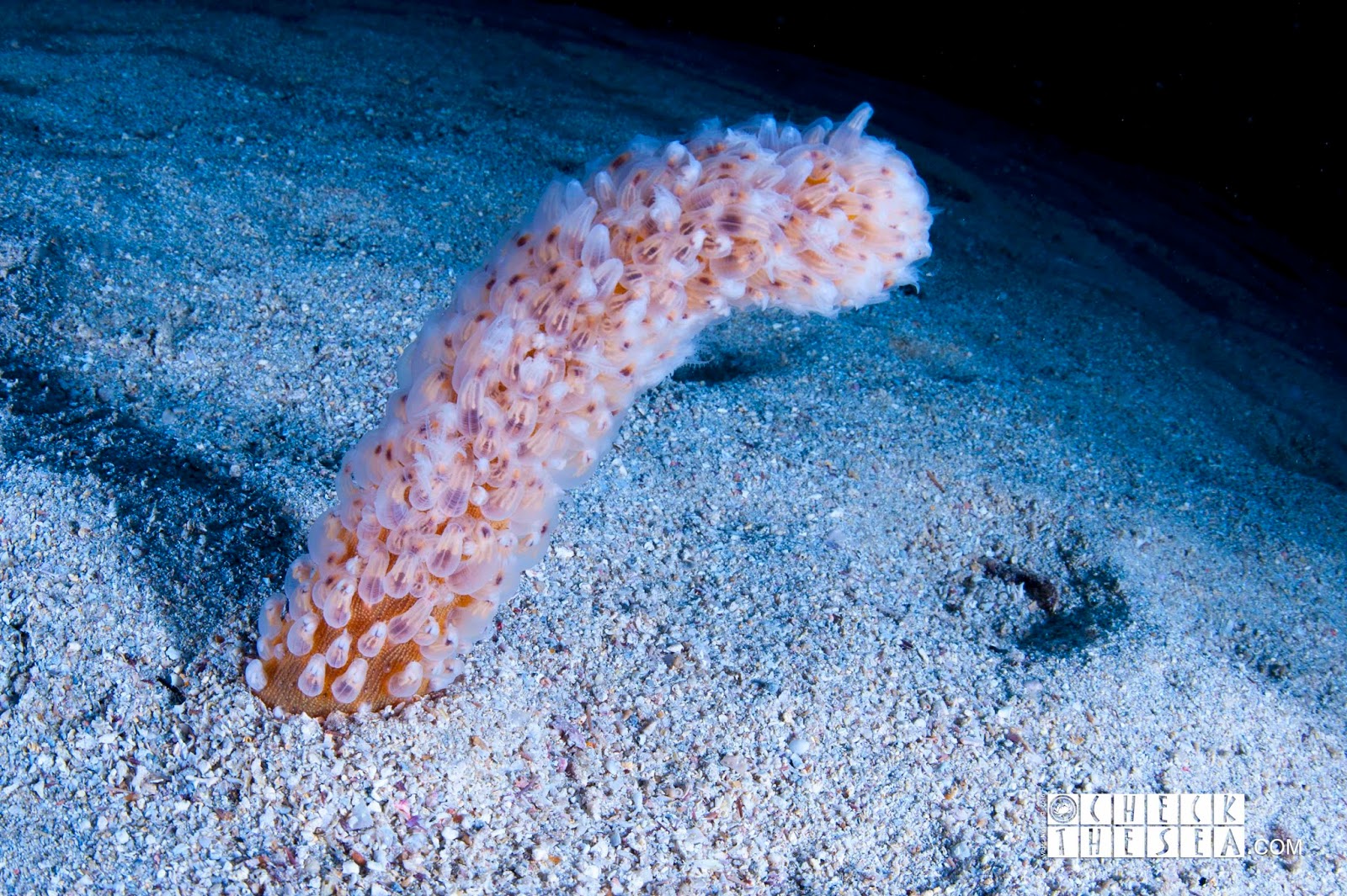 Check the Sea. Web de buceo y fotografía submarina de las Islas ...