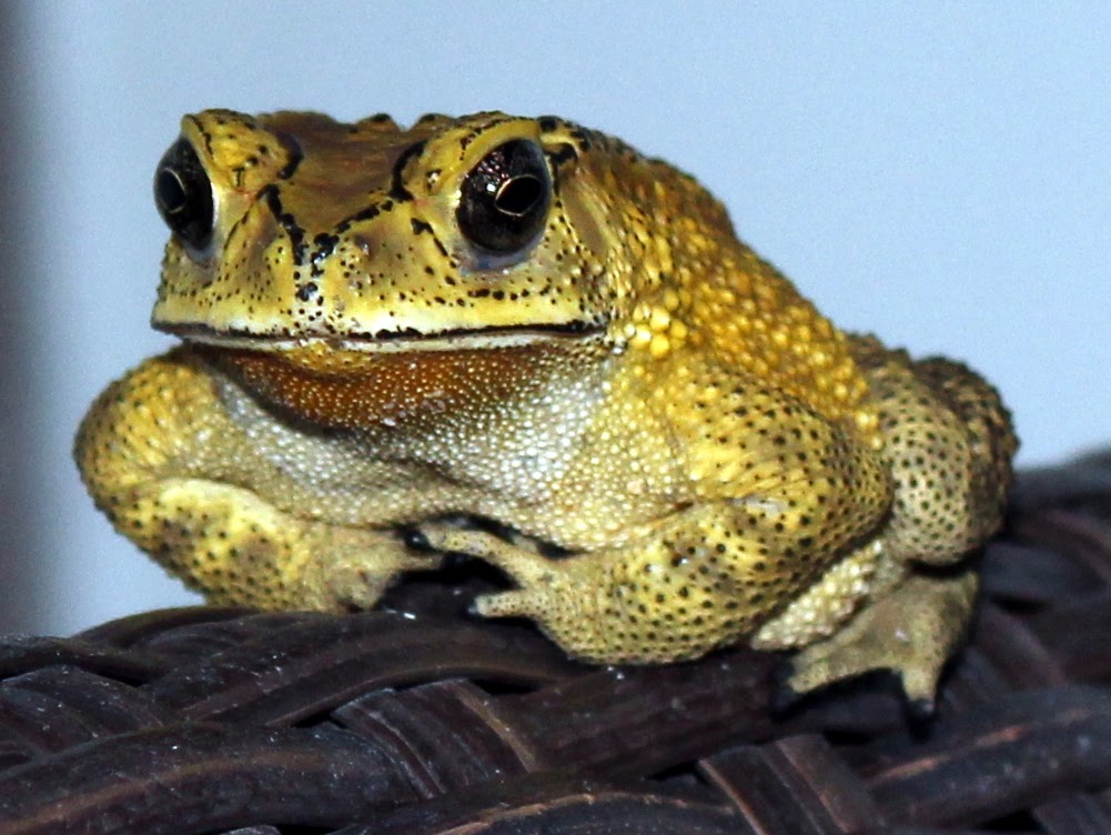 Taxonomía Chordata: Clase Amphibia