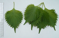 Miss Mochi's Adventures: Hapa Farm Girl: Shiso