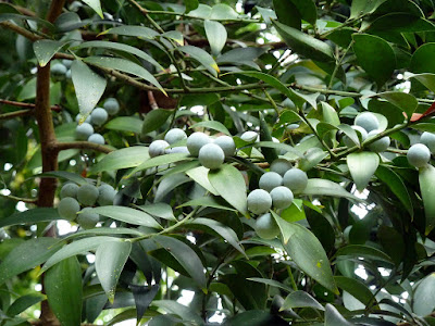 Nageia nagi - Asian bayberry care and cultivation | Travaldo's blog