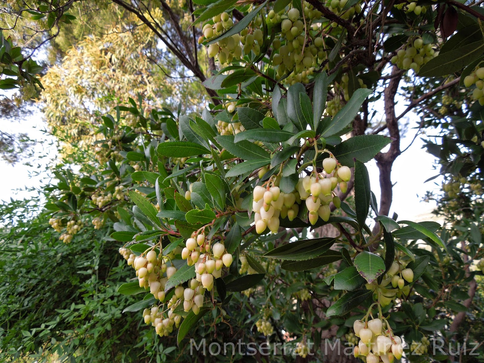 Flores del MADROÑO - BOTÀNIC SERRAT
