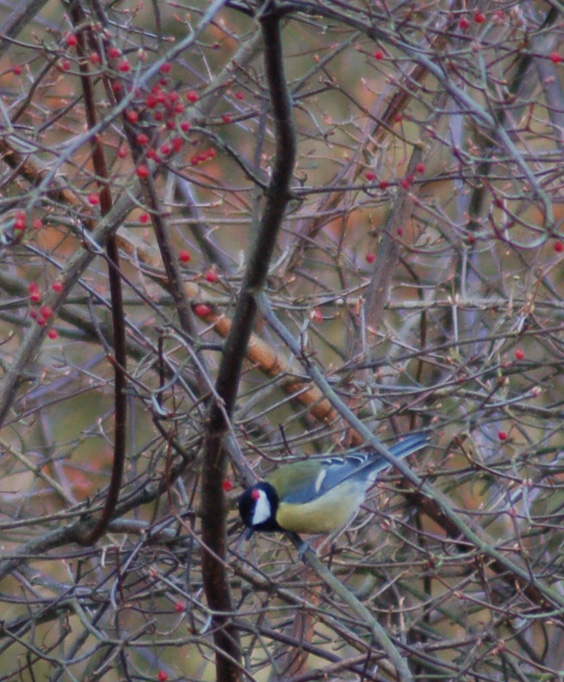 Thyra: Great Tit/ Musvit - Parus major