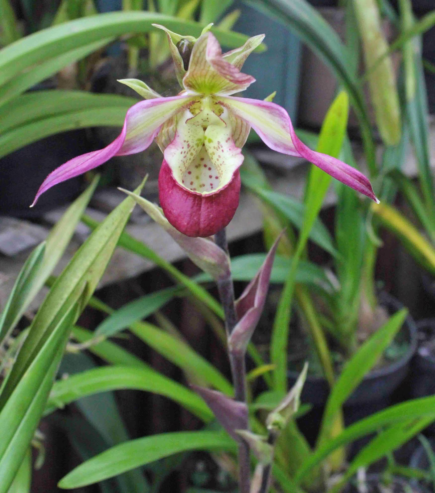 FLORA BEDUGUL BALI: ANGGREK SPECIES BALI