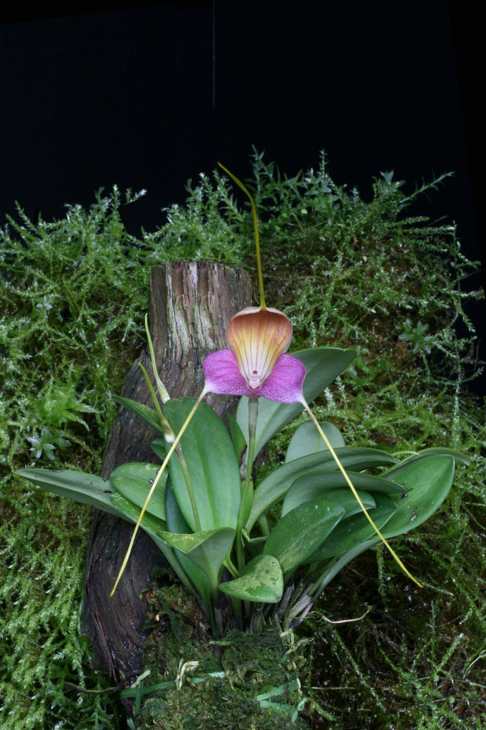 Masdevallia caudata care and culture | Travaldo's blog
