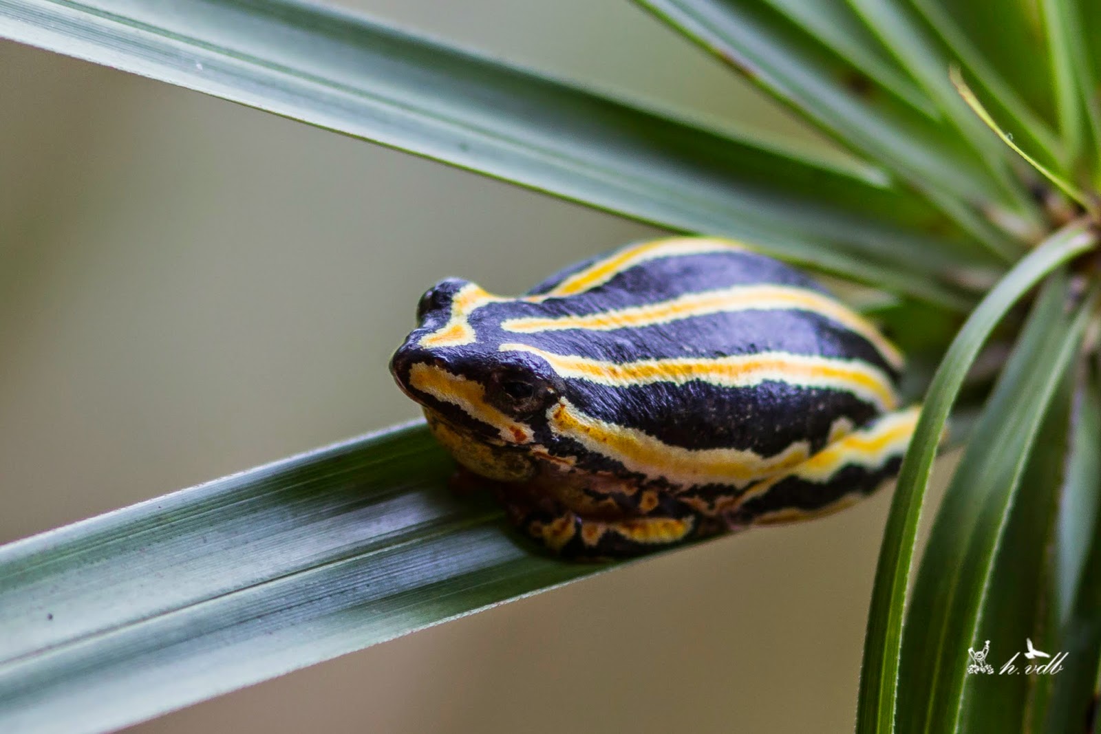 vogelparadijs: Z. Afrika, Ethiopië, Costa Rica