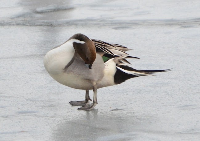 Wild Newton: A Northern Pintail Drake at Chestnut Hill Reservoir