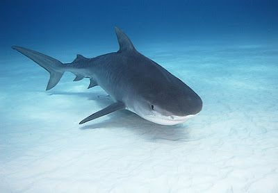 info tiger shark: Tiger Shark Facts