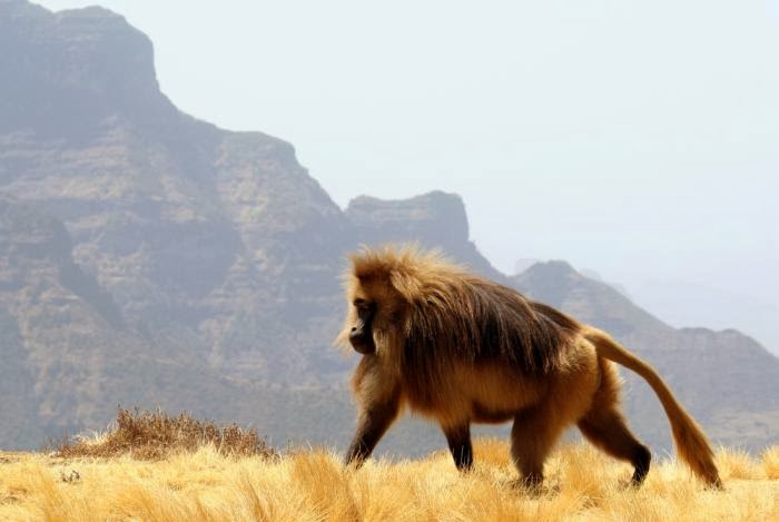 The 5 Most Dangerous Herbivores - Mysteries of The World