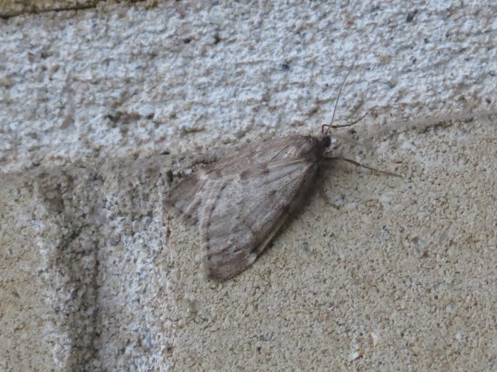 Winged Things: Fall Cankerworms