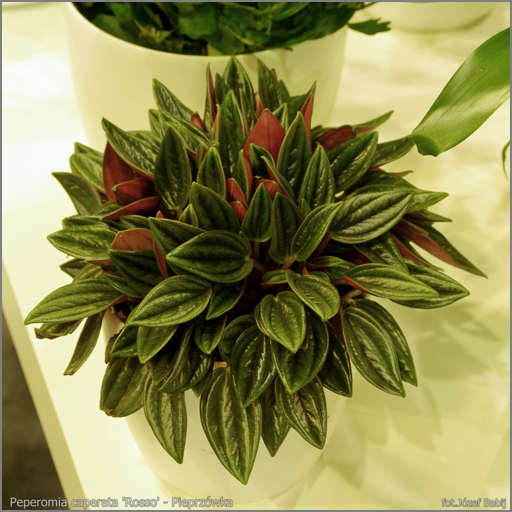Plant Gallery - Encyklopedia Roślin: Peperomia caperata 'Rosso ...
