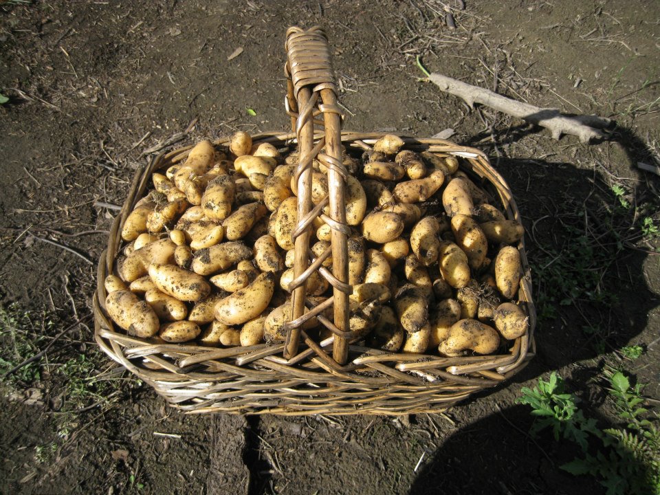 Tater Tires for Season Extension and Increased Potato Production in ...