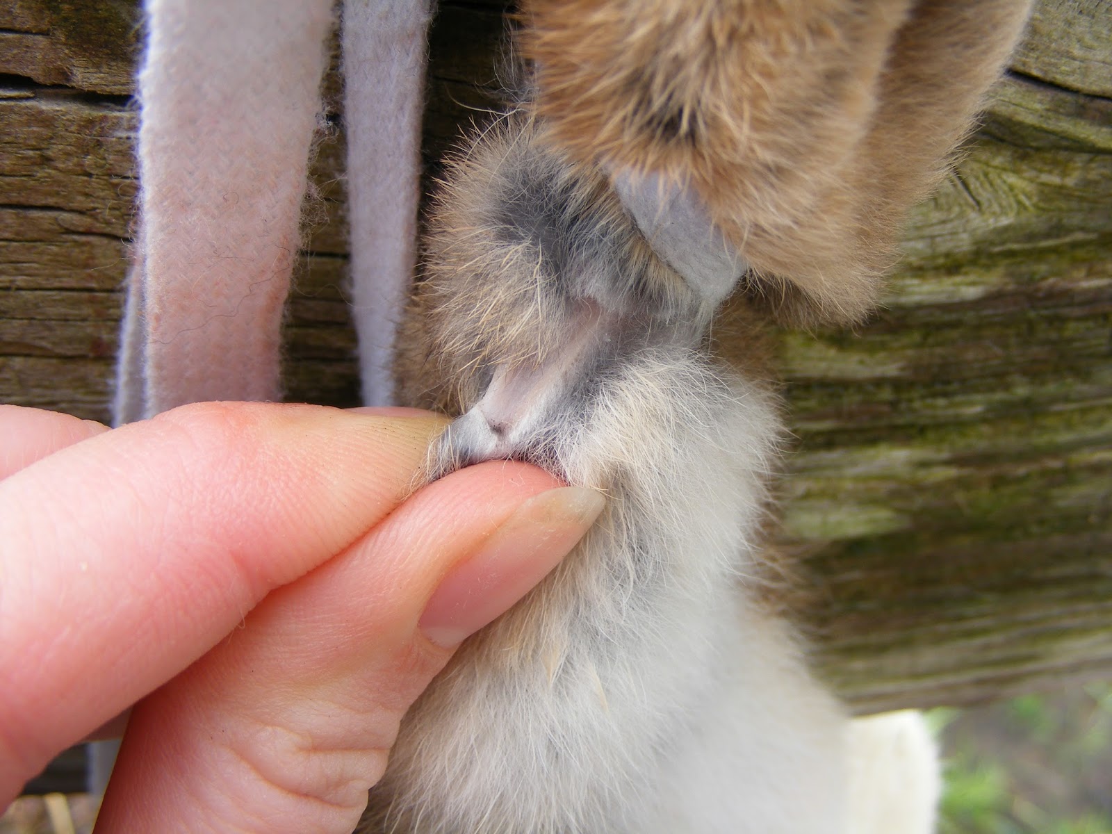 Life From Scratch: Butchering a Rabbit~ Part II: Eviscerating & Skinning