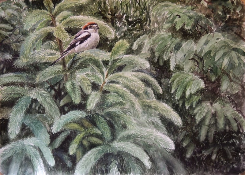 Tim Wootton Wildlife Art: Exhibition at The Loft Gallery, South ...