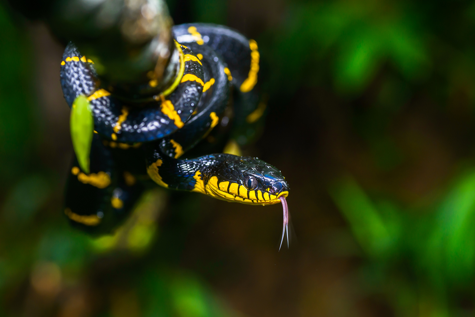 Real Monstrosities: Mangrove Cat Snake