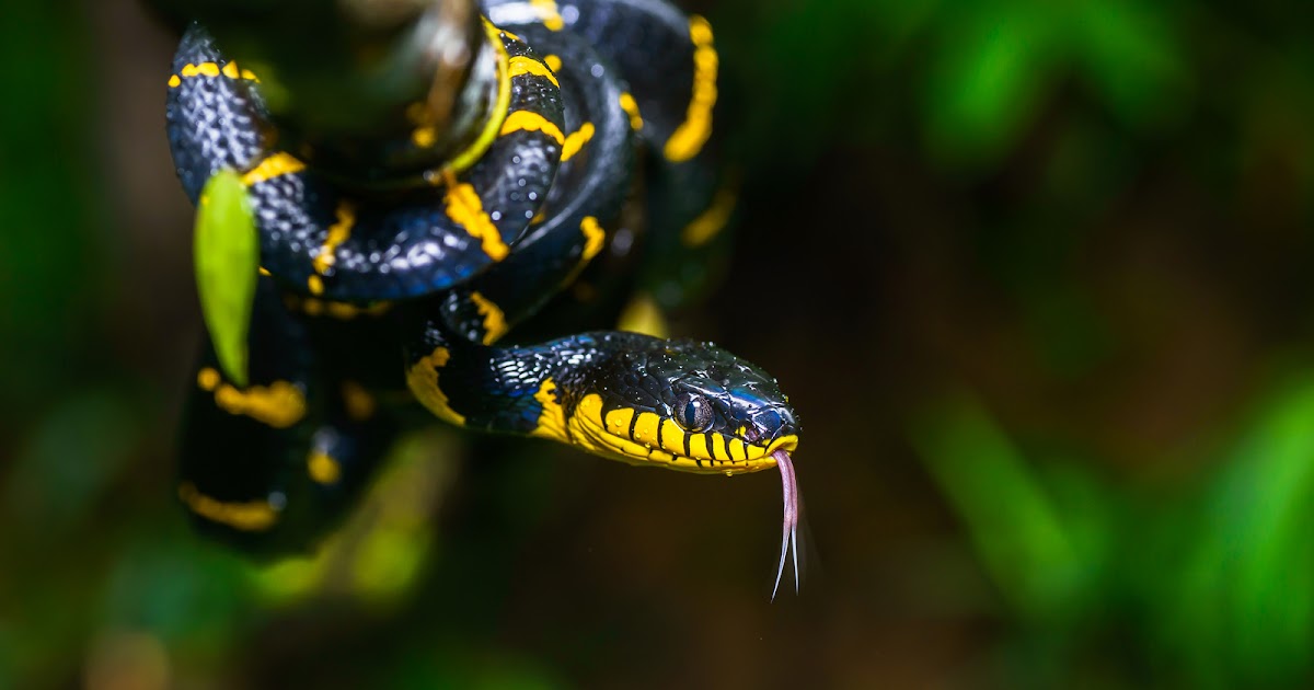 Real Monstrosities: Mangrove Cat Snake