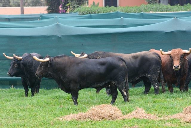 tauricentro: llegaron los toros españoles para las corridas de ACHO