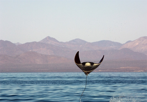 Locos por los animales: La Mantarraya.