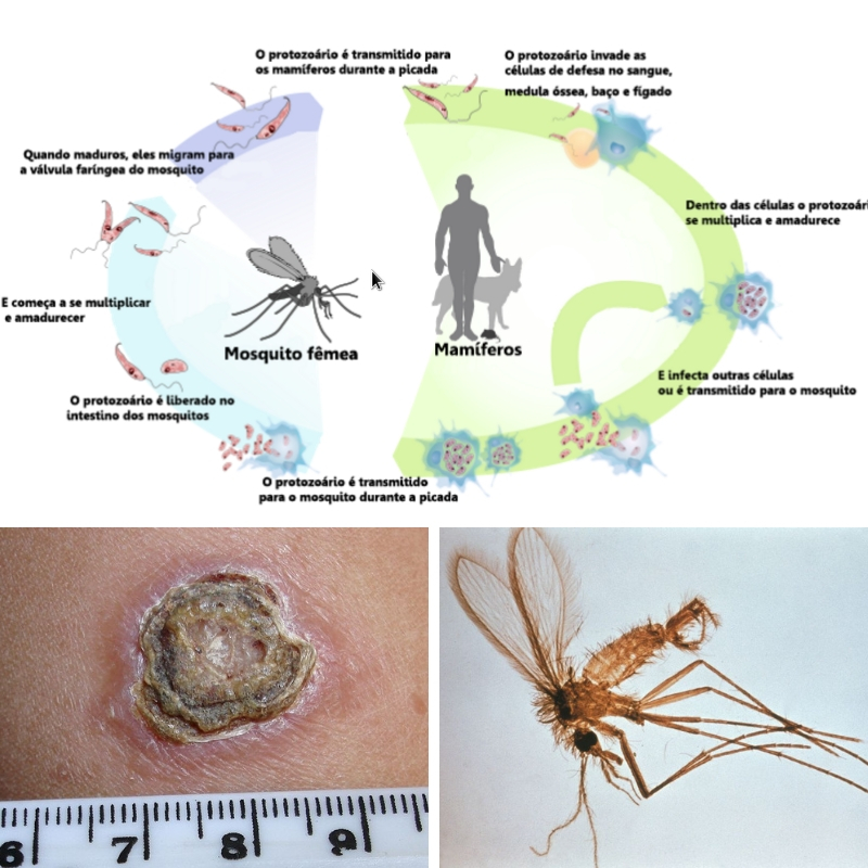 pastillero de salud: Antimoniales en la terapia actual