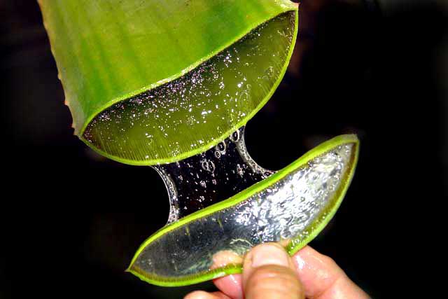 Aloe Vera : Usos,recoleccion , cosecha