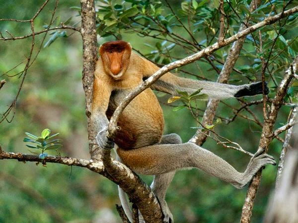 Endangered Species Awareness: Endangered Proboscis Monkey